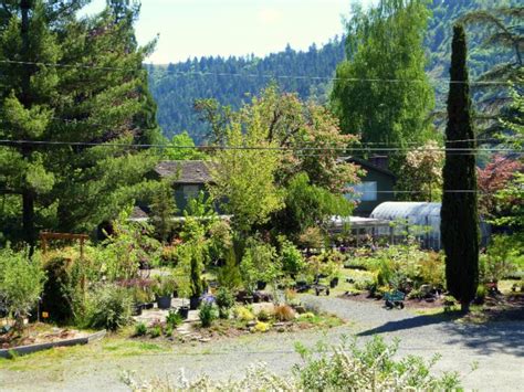 Can Trees Impact The Value Of Your Property