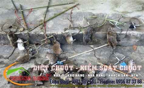 Công Ty Diệt Chuột Tại Tp Hồ Chí Minh Công Ty Diệt Mối Việt Nam Thăng Long