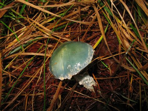 voc2coco object detection dataset and pre trained model by mushroom