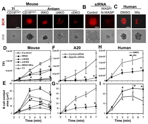 Antigen Induced Bcr Clustering And B Cell Spreading Depend On Both Wasp