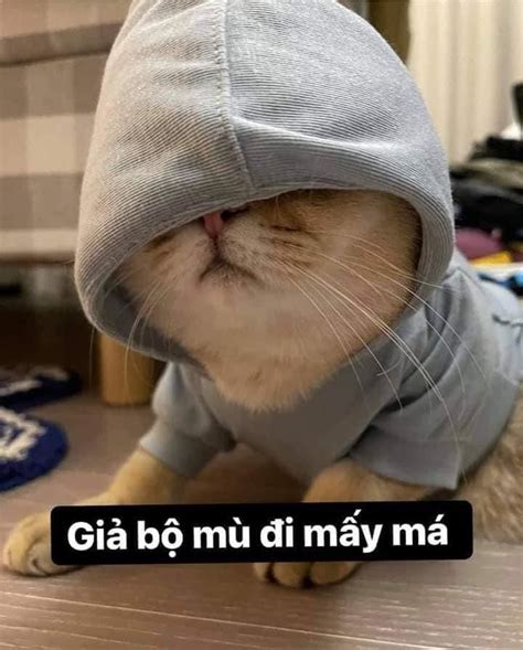Cat Wearing A Hoodie On Its Head