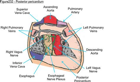 Figure232 Posteriorpericardiumwindow
