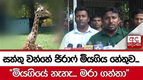 සත්තු වත්තේ ජිරාෆ් මියගිය හේතුව මියගියේ නැහැ මරා ගත්තා Youtube