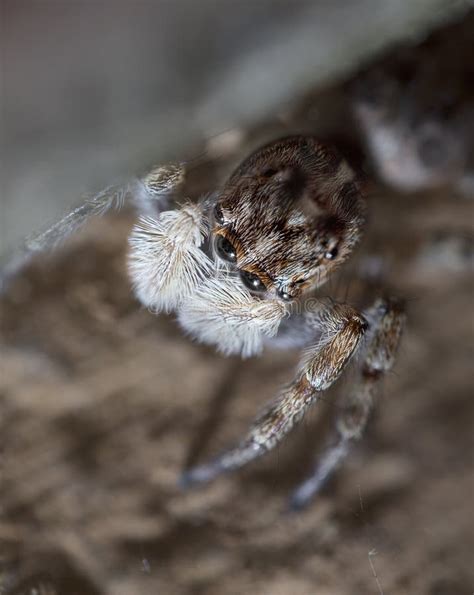 Macro Picture Of A Jumping Spider Stock Photo Image Of Phidippus Single 56485238