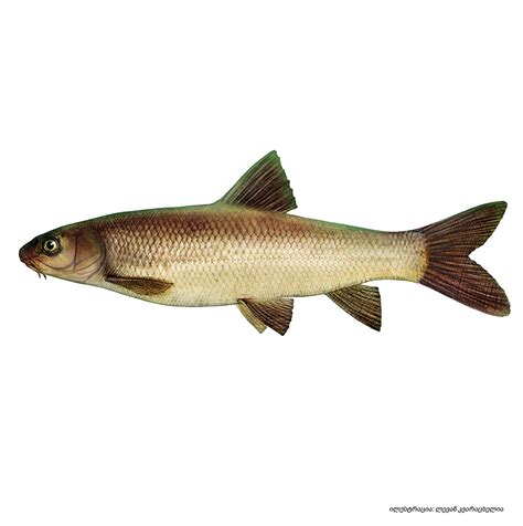 კოლხური ხრამული Map