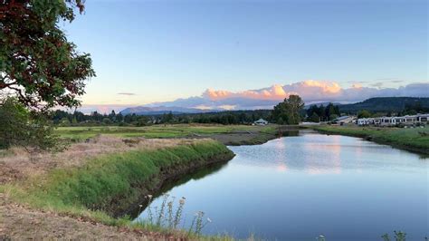 Arbutus Tree Parksville Beach Surfside Rv Resort Rest In A Trailer A