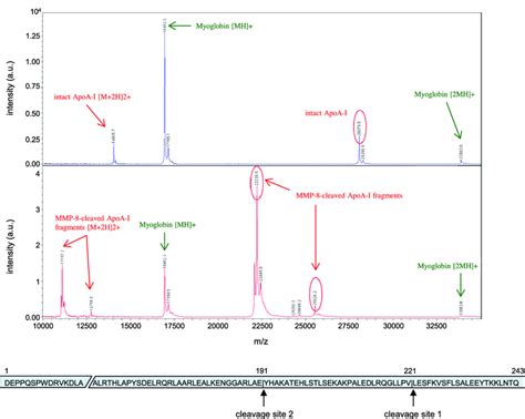 Cleavage Sites Of Apoa I Identified By Maldi Tof Mass Spectrometry The Download Scientific