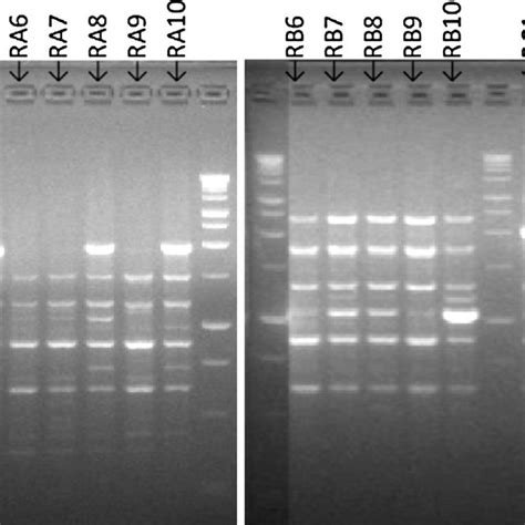 A Flowchart For The Identification Of Enterococcus Spp Using