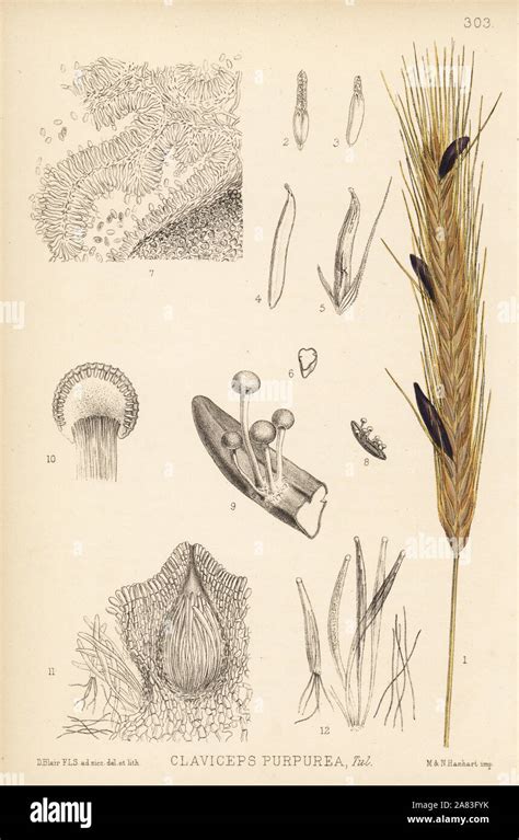 Segale Cornuta Di Segale Claviceps Purpurea Immagini E Fotografie Stock
