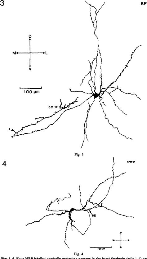 Figure 3 From Morphology Of Cortically Projecting Basal Forebrain