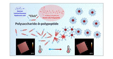 Design Of Polysaccharide B Elastin Like Polypeptide Bioconjugates And