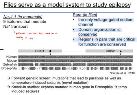Lecture Ion Channels Flashcards Quizlet
