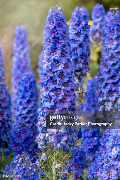 Delphinium Photos And Premium High Res Pictures Getty Images