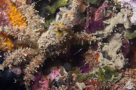 Decorator Crab Facts And Photographs Seaunseen