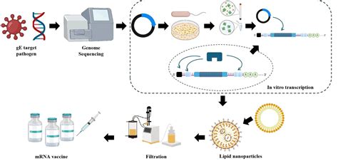 Watsons Novel Cap Attracts Global Attention In The Mrna Industry Fcad Group