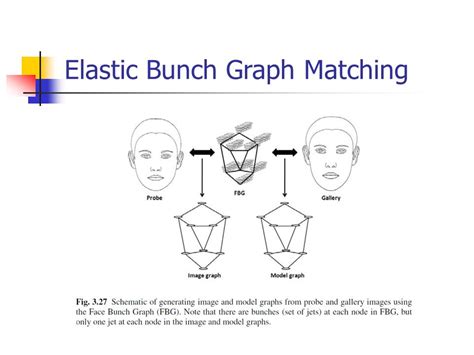 Face Recognition By Elastic Bunch Graph Matching Pdf Fasrwrap