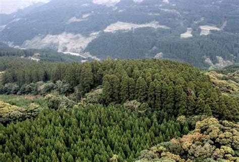 Chingum Discover Curiosities Tree Crop Circle In Japan