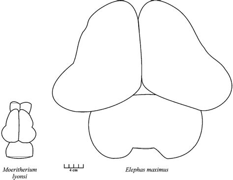 [pdf] Advances In Proboscidean Taxonomy And Classification Anatomy And Physiology And Ecology