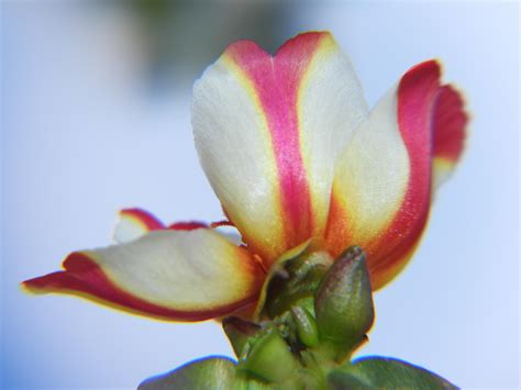 Portulaca Oleracea Rbotanicalporn