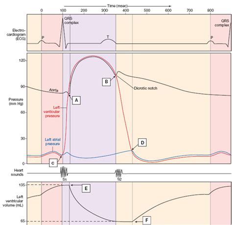 Human Physiology Exam 2 Part 2 Diagram Quizlet