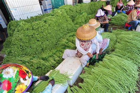 海南冬季瓜菜收售忙