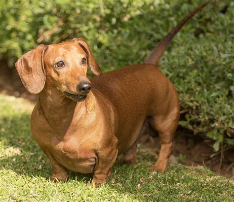 腊肠犬 狗 宠物 Pixabay上的免费照片 Pixabay