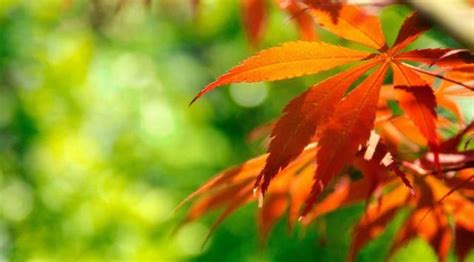 風景圖集：詩意的深秋 每日頭條