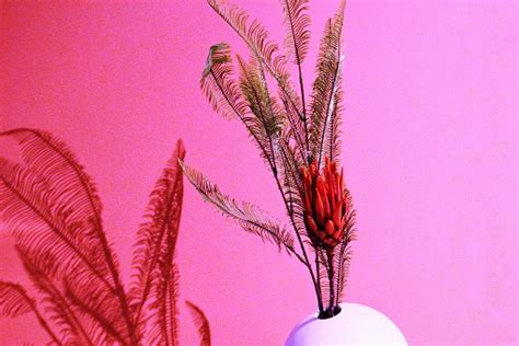 분홍색 배경 벽에 햇빛에 양각으로 새겨진 깊은 그림자가 있는 흰색 꽃병에 고사리의 잎사귀 최소한의 현대적인 인테리어 장식 0명에 대한 스톡 사진 및 기타 이미지 Istock