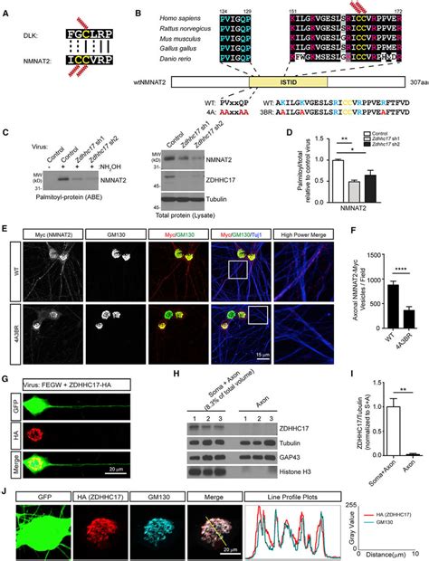 Dlk And Nmnat2 Palmitoyl Sites Are Homologous And Nmnat2 Download