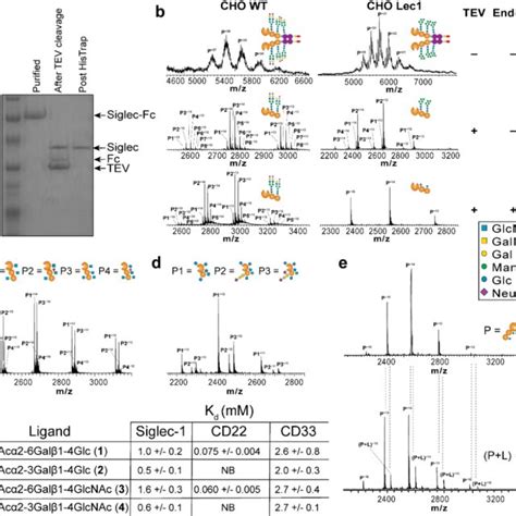 A Mass Spectrometry Assay To Detect And Quantify Siglec Glycan Download Scientific Diagram