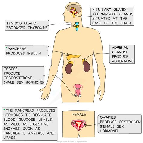 Human Endocrine System Aqa Gcse Biology Revision Notes 2018