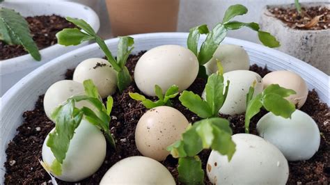 가재발선인장게발선인장원종 이렇게 심어 관리하면 반질 반질 새순도 풍성~ Youtube