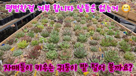 두자매가 키워온 귀둥이들 구매 기회 쉽게 볼수없는 이쁜 아가들 한가득 밭에서 다뽑아 팔아 보겠습니다 최대 80 할인 묵둥이 창 귀둥이 갑룡 엔젤라이트 달콤한총각