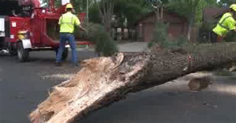 Special Equipment Brought In To Remove Massive Fallen Tree Limb CBS Sacramento