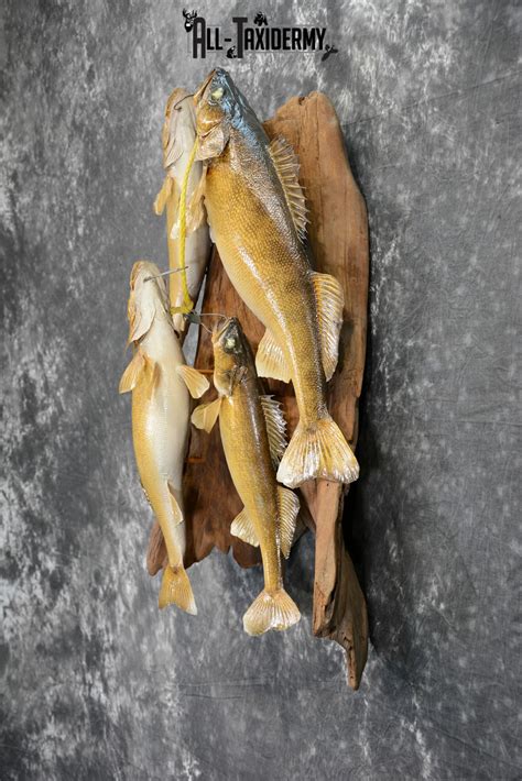Walleye Taxidermy Stringer For Sale Sku 1065 All Taxidermy