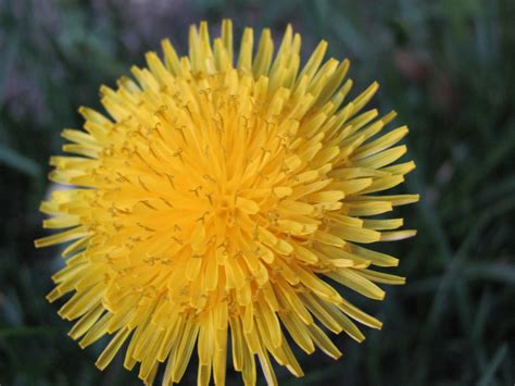 Photo Assignment 3 Macro Tyler Schrzans Photo Blog