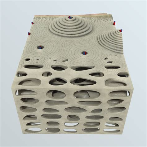 Realistic Human Bone Cross Section 3d Model 79 Fbx Max Ma Obj Unknown Free3d