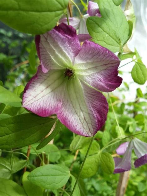 I Am Lady Q Clematis | Clematis, Plant leaves, Flower garden