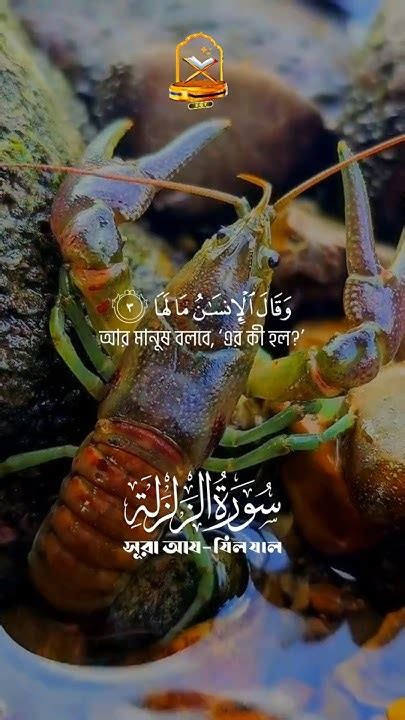 সূরা জিলজালাহ সুমিষ্ট কণ্ঠে হৃদয় ছুঁয়ে যাওয়া তিলাওয়াত Surah Az Zalzalah Quran Shorts