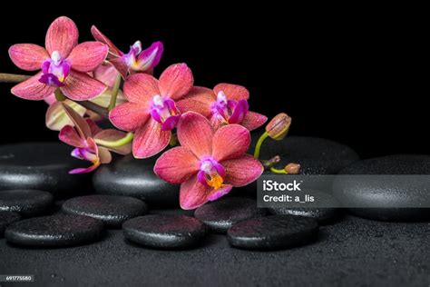 피 나뭇가지 붉은 난초 꽃의 아름 다운 스파 개념 물으로 호 접 선 현무암 돌에 상품 클로즈업 0명에 대한 스톡 사진 및 기타 이미지 Istock