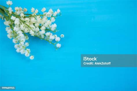 섬세한 향기와 멋진 향기로운 흰색 꽃 푸른 나무 배경에 계곡의 백합 0명에 대한 스톡 사진 및 기타 이미지 0명 5월 갈색 Istock