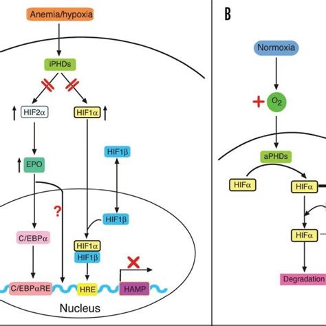Negative Regulation Of Hepcidin A Anemiahypoxia B Normoxia 7