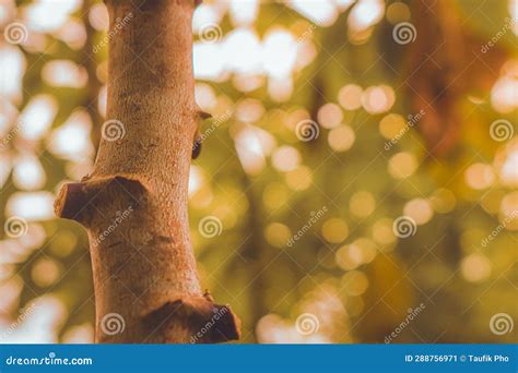 Close Up View Of Cassava Stems Stock Image Image Of Sunlight