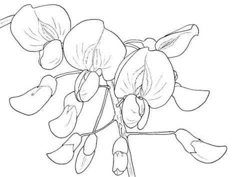 藤の花の画像下絵見本画ーデジカメ散歩の塗り絵