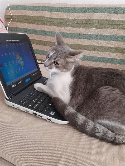 My Nerd Cat R Kitties