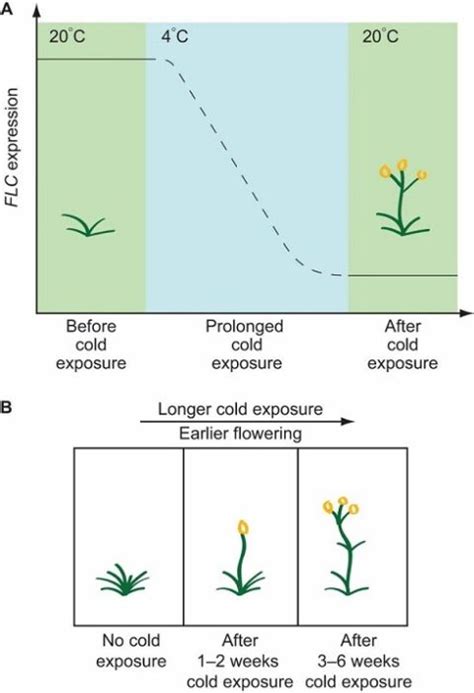 Plant Reproduction The A Level Biologist Your Hub