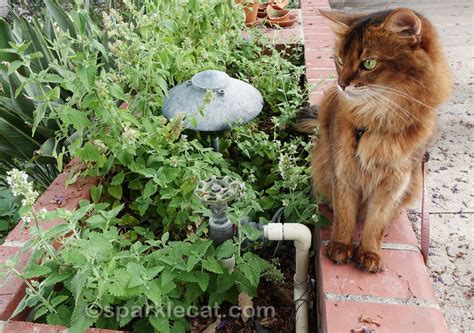 Checking Out My Catnip Garden With Video Summers Fabulous Cat Life