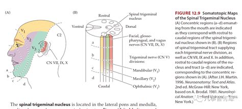 【学习笔记】三叉神经及三叉神经核 脑医汇