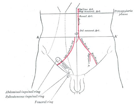 Inguinal Canal Wikipedia