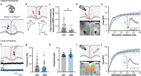 selective deletion of cdkl5 from satb2 callosal projection neurons